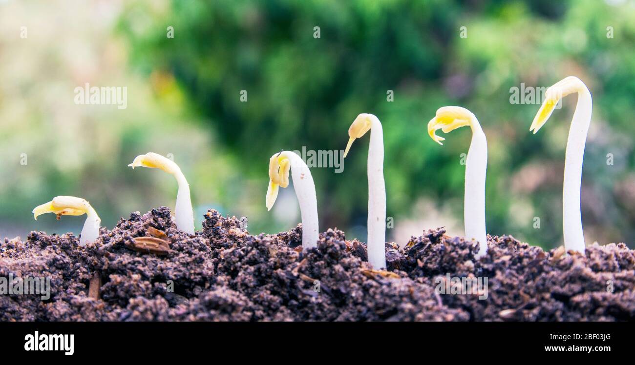 spring seed to tree, agriculture plant seeding growing step concept in ...