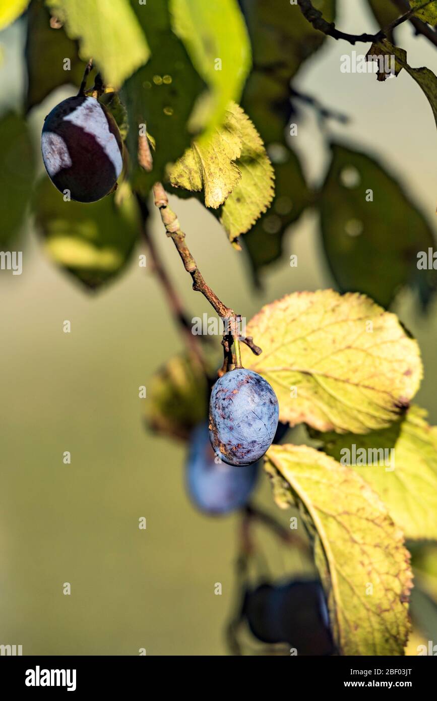 Plum tree fruit germany hi-res stock photography and images - Alamy