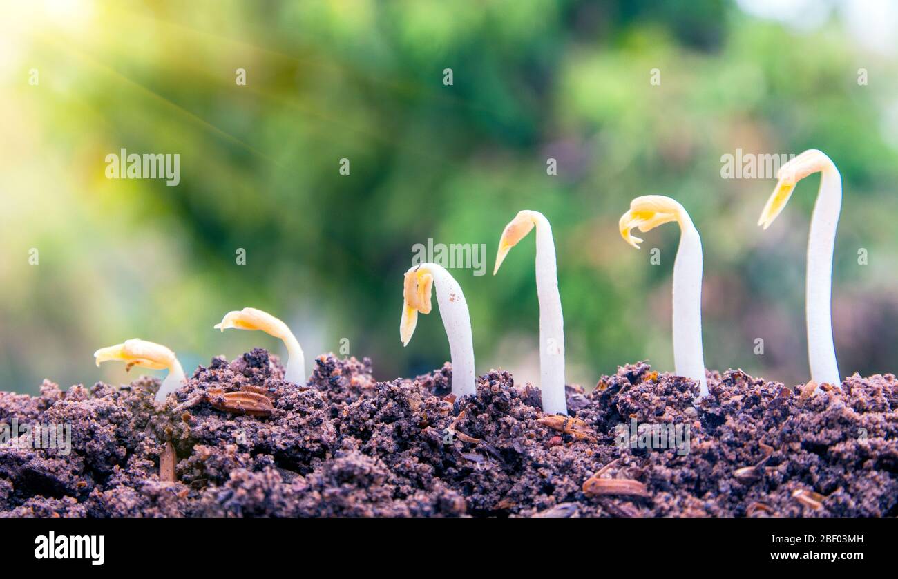 spring seed to tree, agriculture plant seeding growing step concept in ...