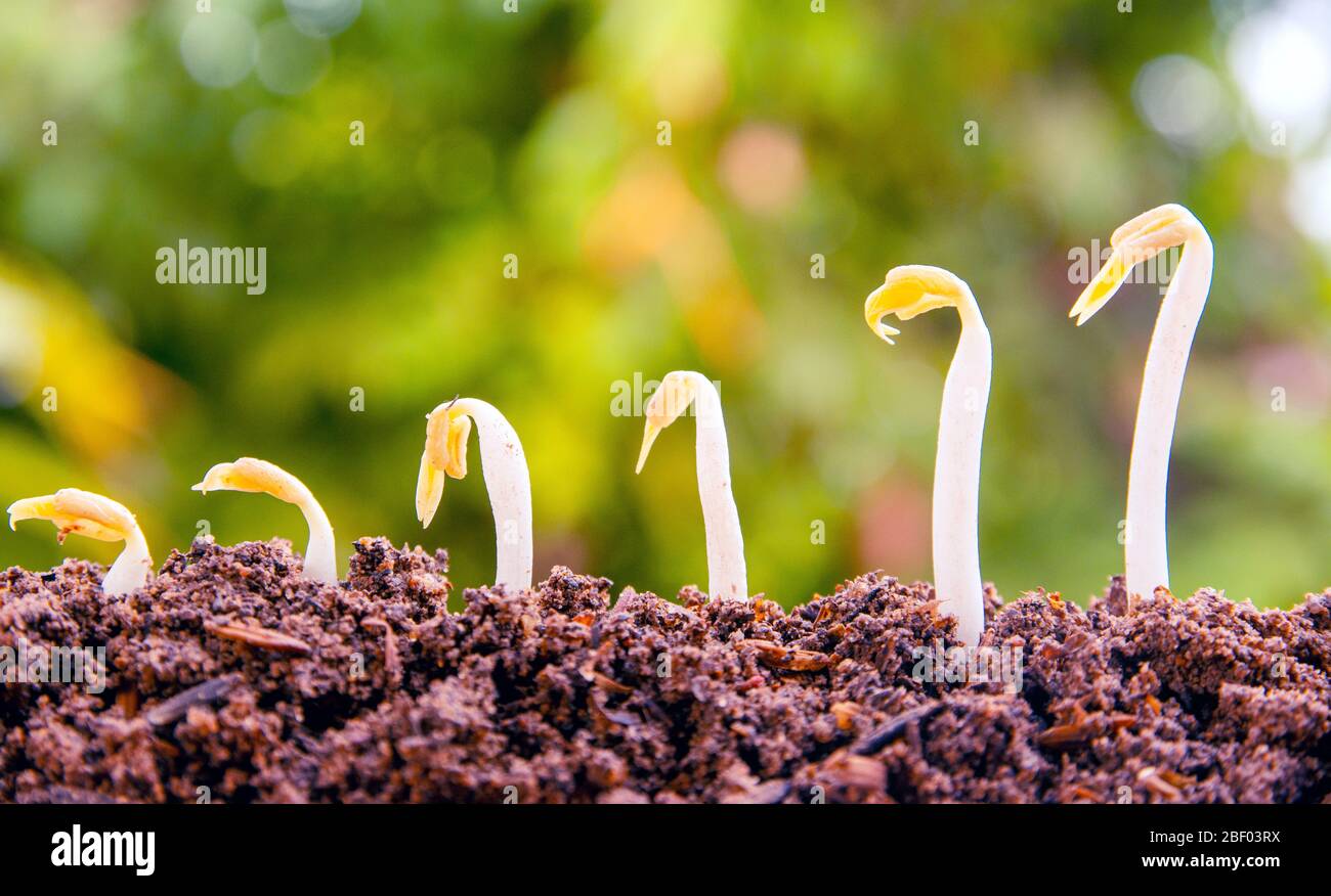 spring seed to tree, agriculture plant seeding growing step concept in ...