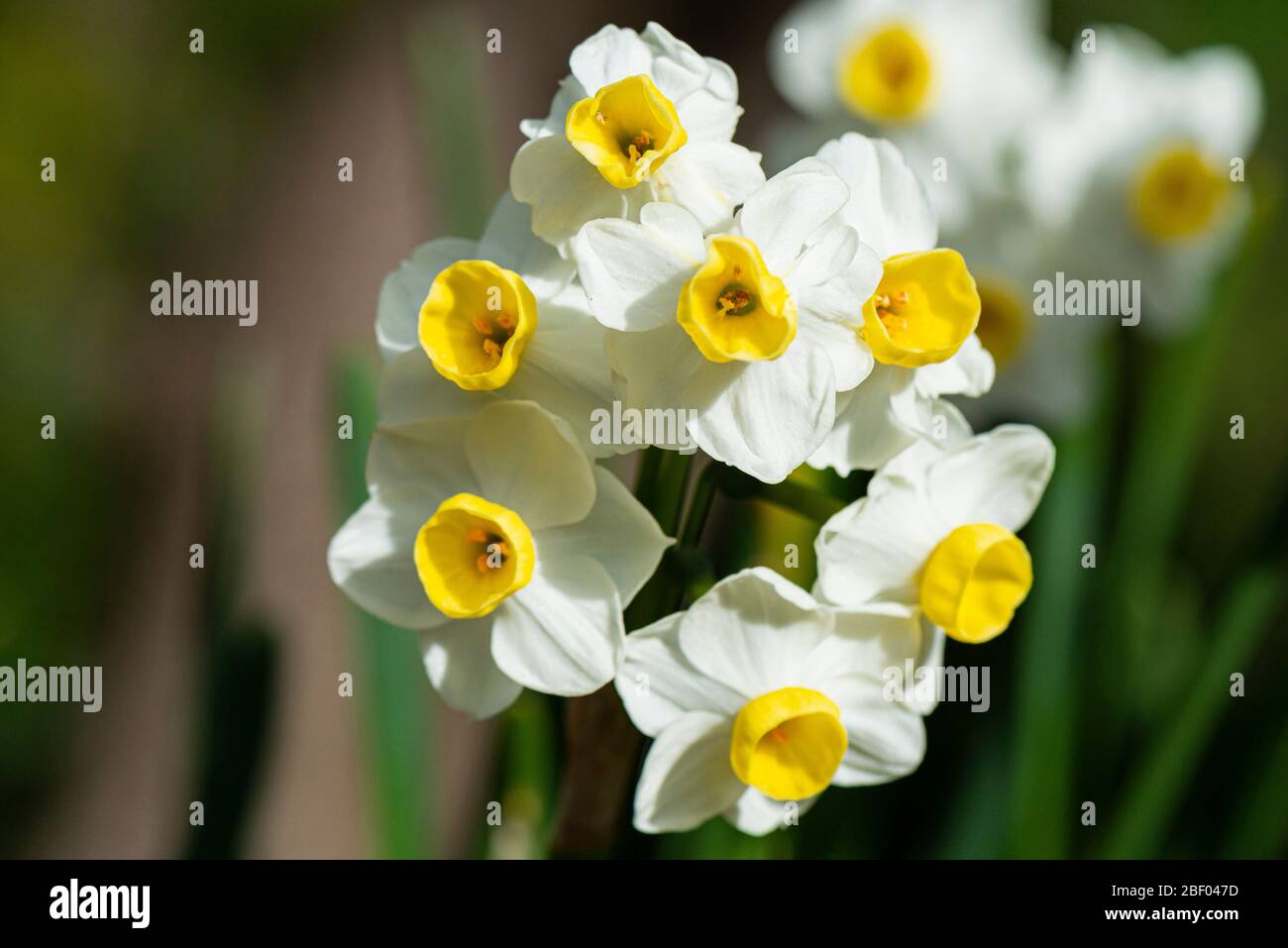 The multi flowered head of a daffodil 'Bishop Rock' (Narcissus 'Bishop ...