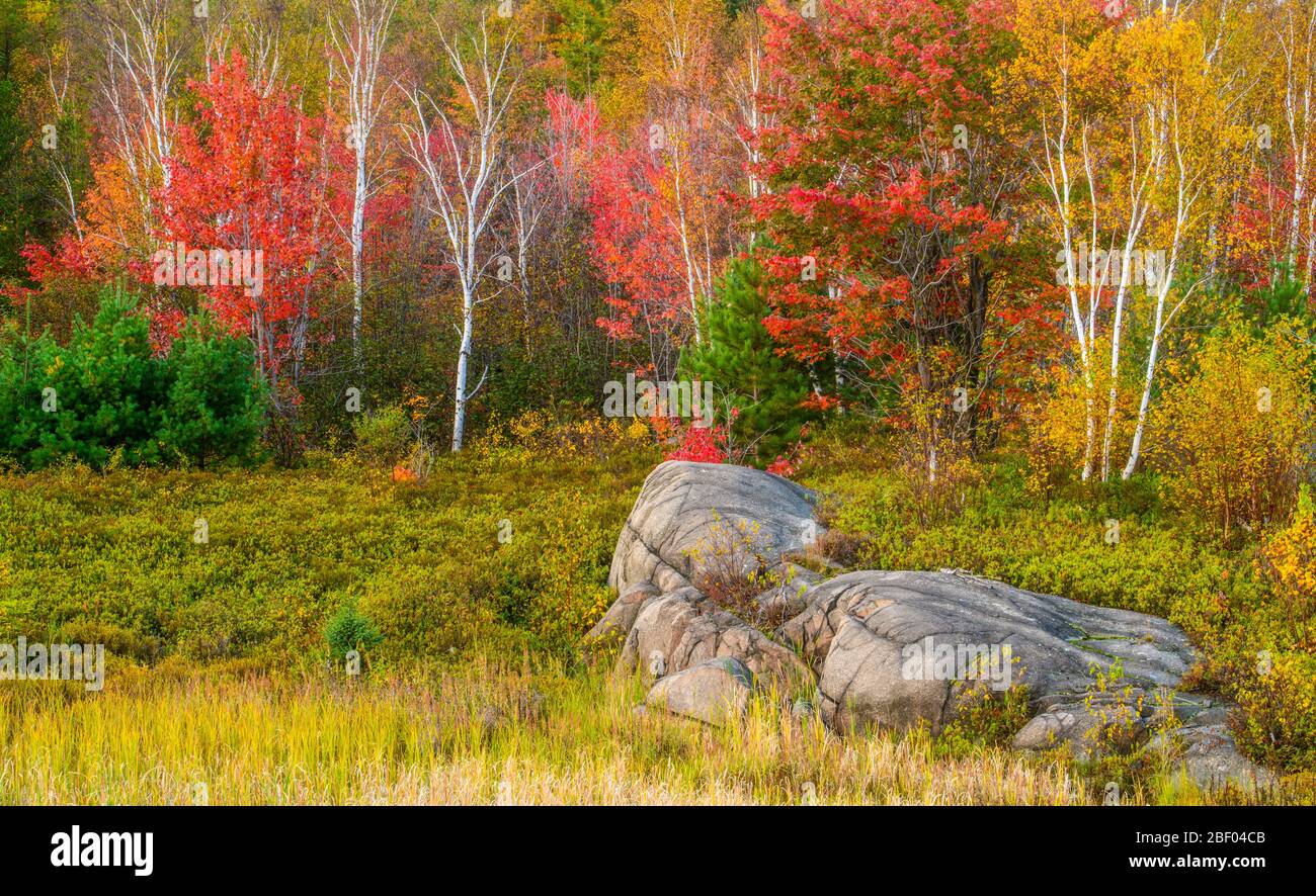 Deciduous forest autumn canada hi-res stock photography and images - Alamy