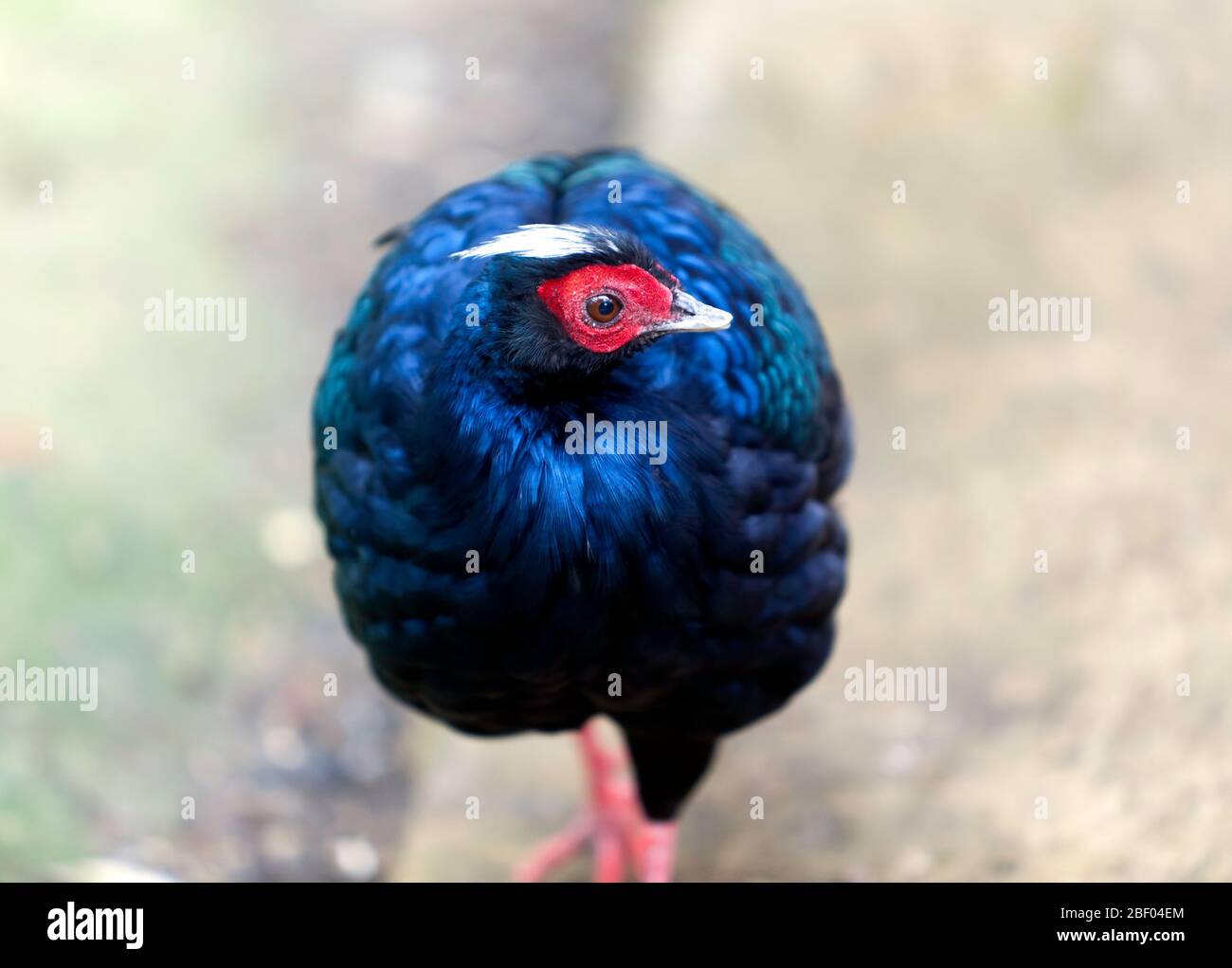 Ex situ conservation hi-res stock photography and images - Alamy