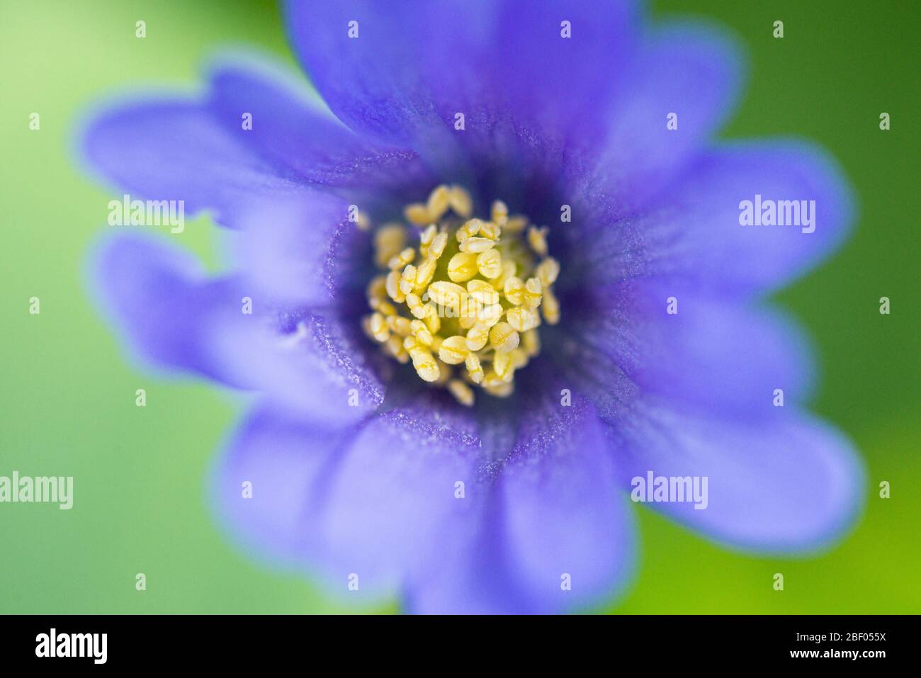 blue-flowered winter windflower (Anemone blanda blue-flowered Stock ...
