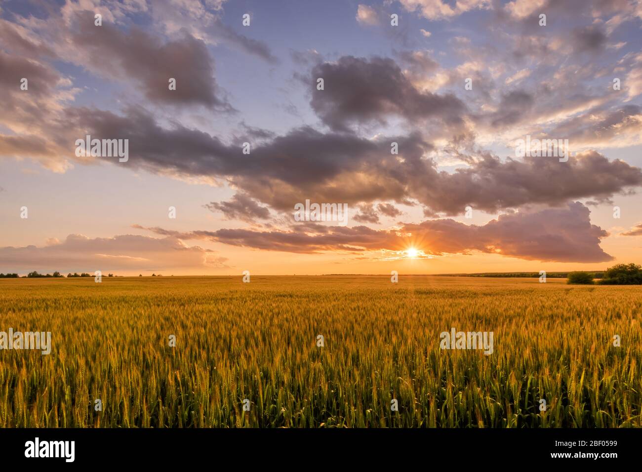 Scene of sunset on the field with young rye in the summer with a cloudy ...