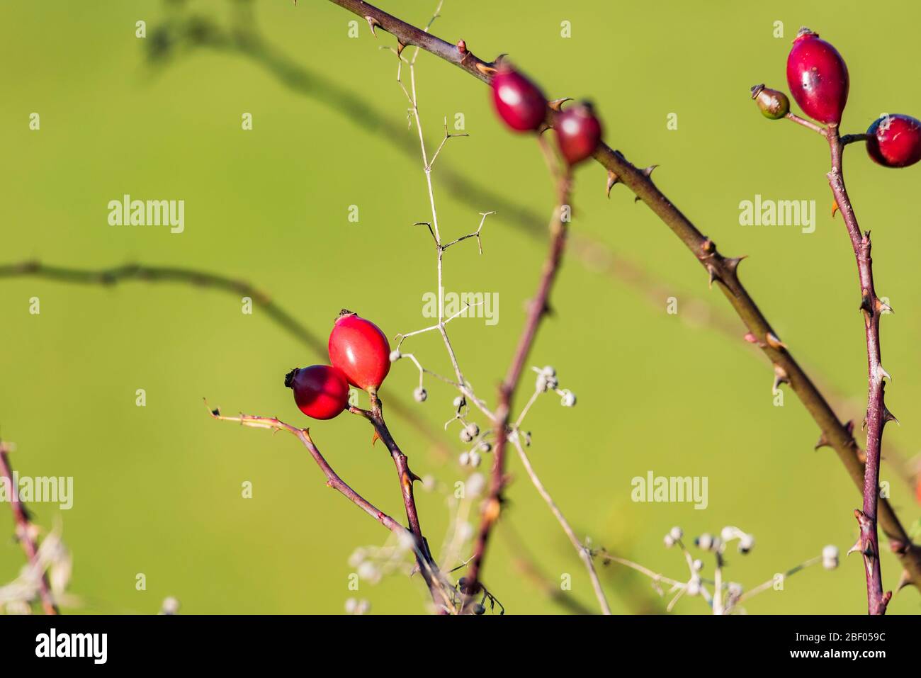 Wild brier hi-res stock photography and images - Alamy