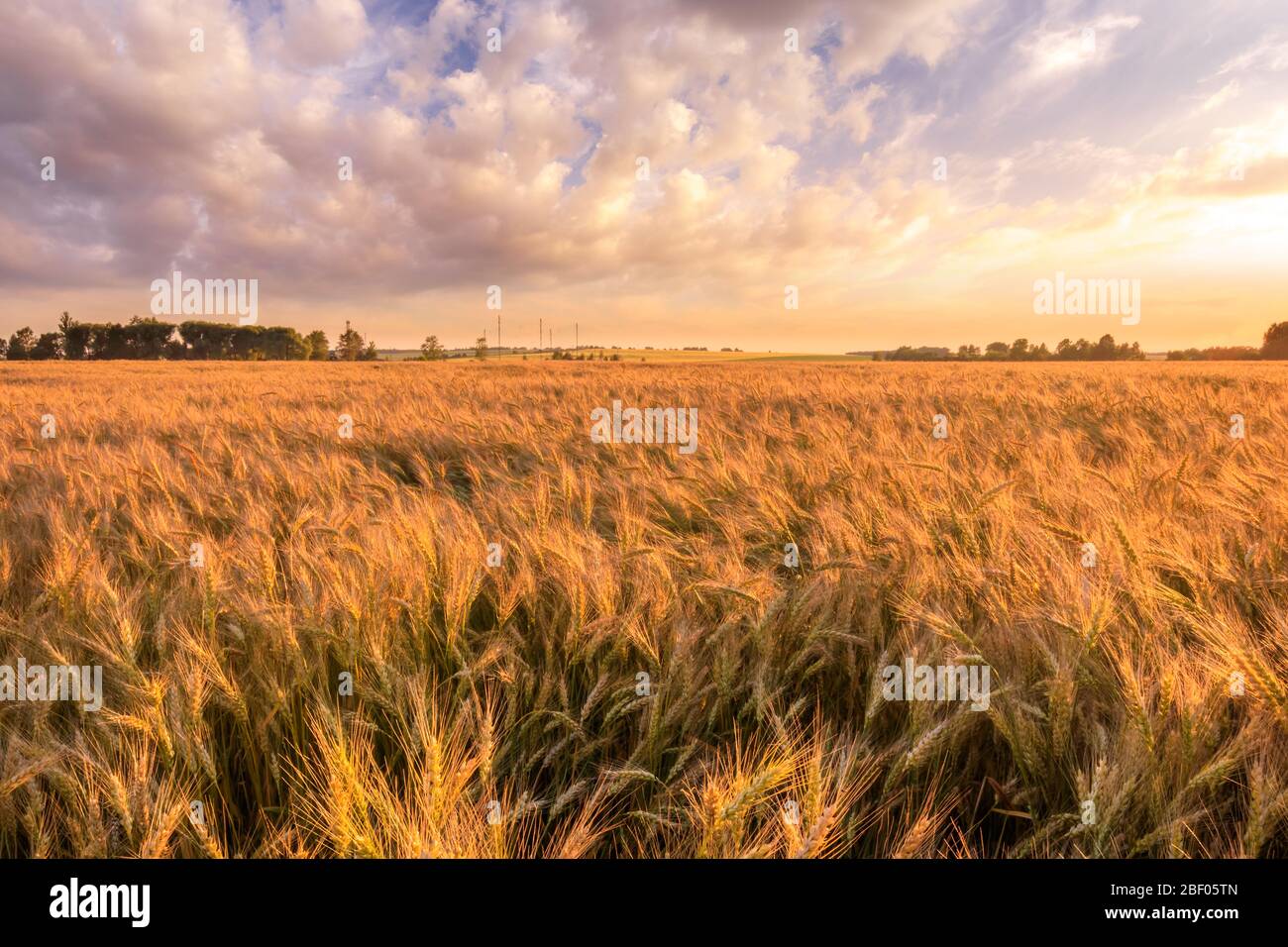 Scene of sunset on the field with young rye in the summer with a cloudy ...
