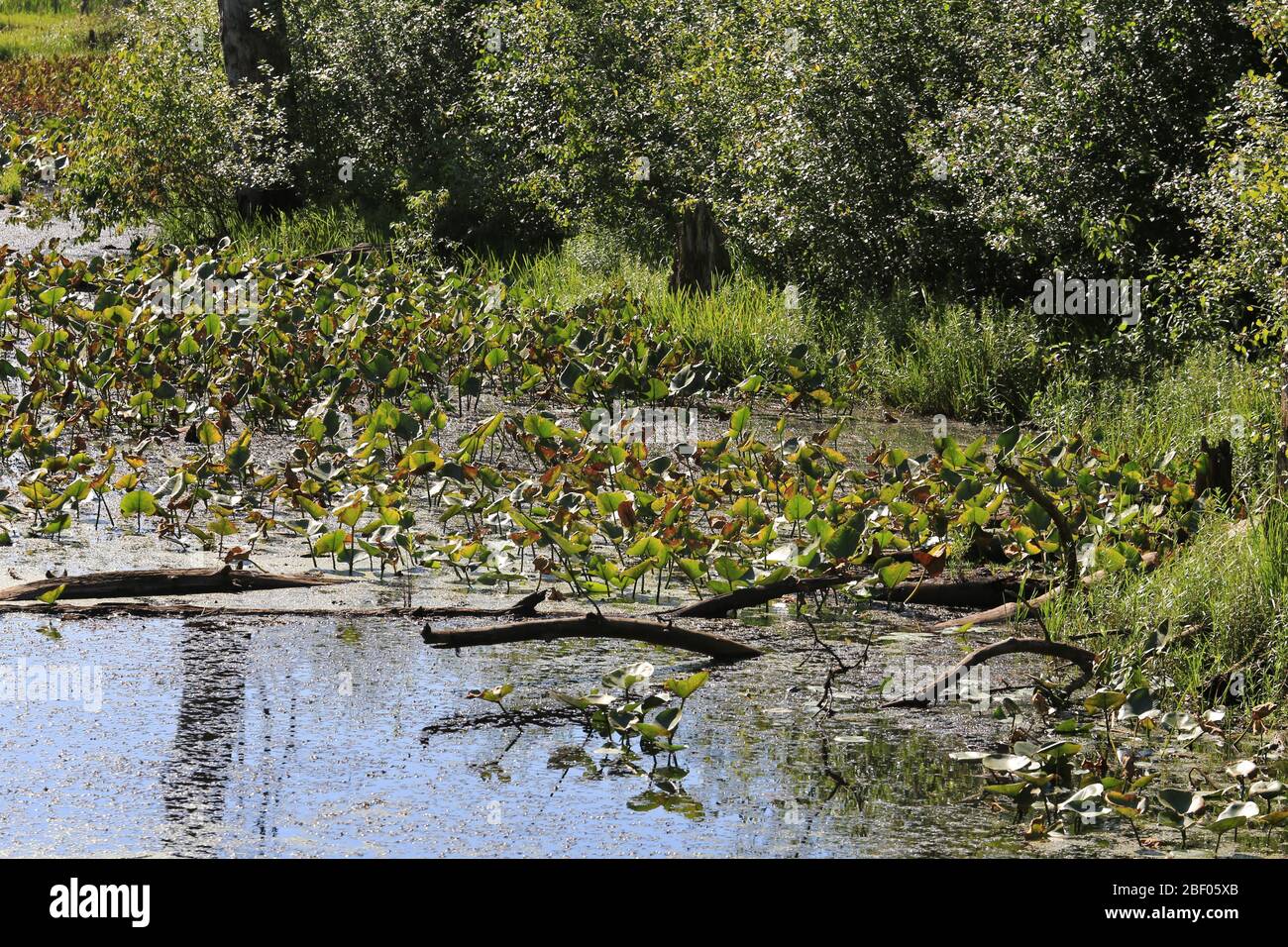 Swamp land hi-res stock photography and images - Alamy