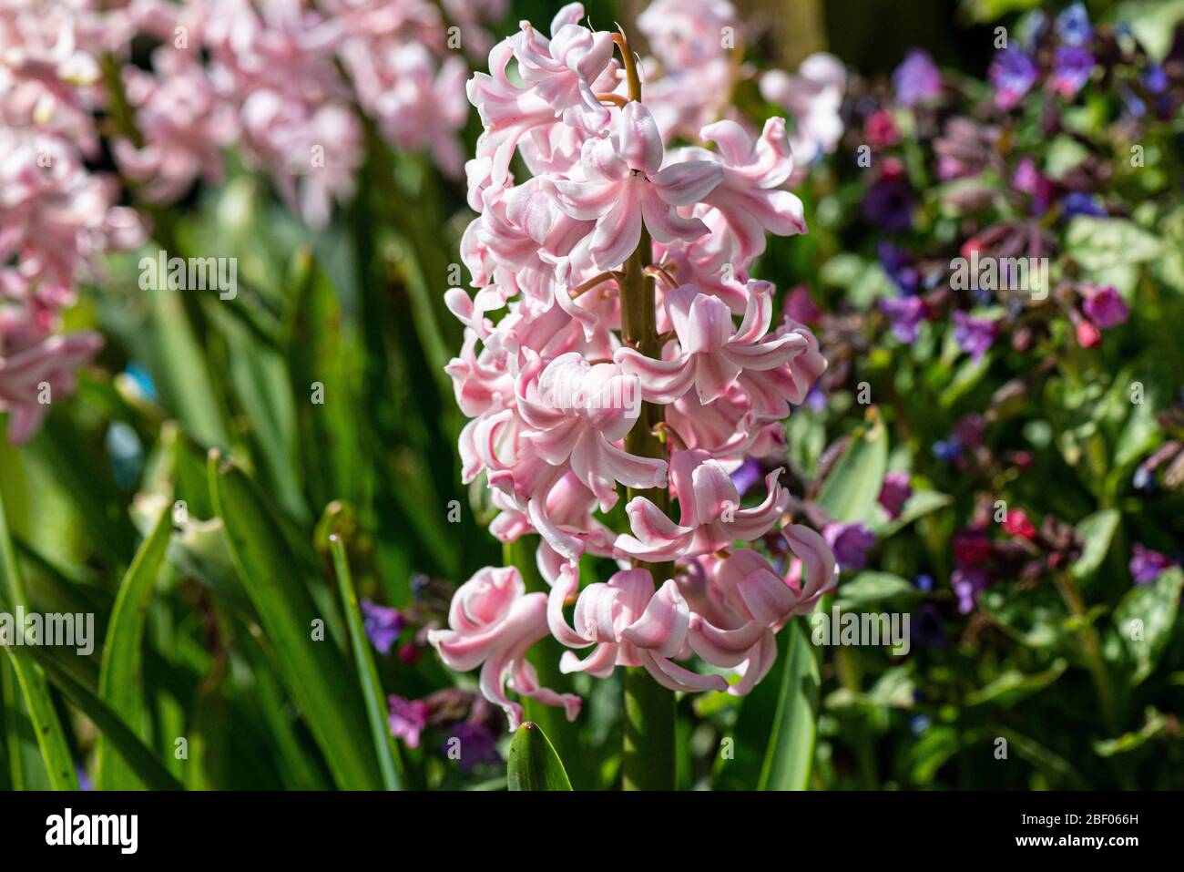 H orientalis hi-res stock photography and images - Alamy