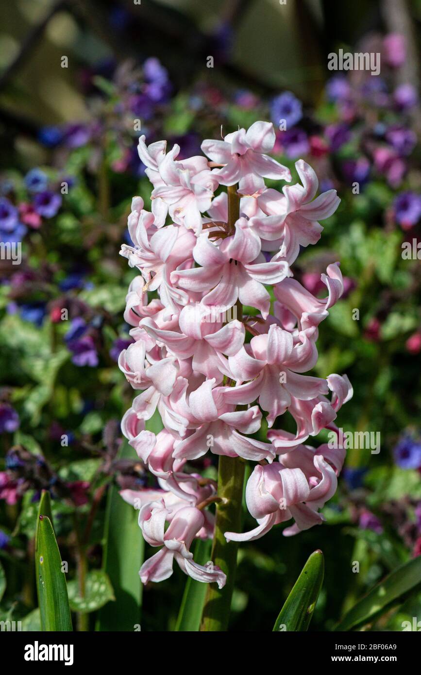 A pink hyacinth (Hyacinthus orientalis Stock Photo - Alamy