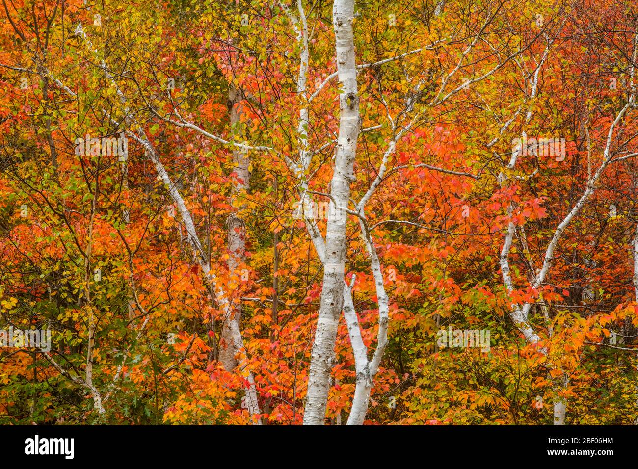 Canada maple nobody forest hi-res stock photography and images - Alamy