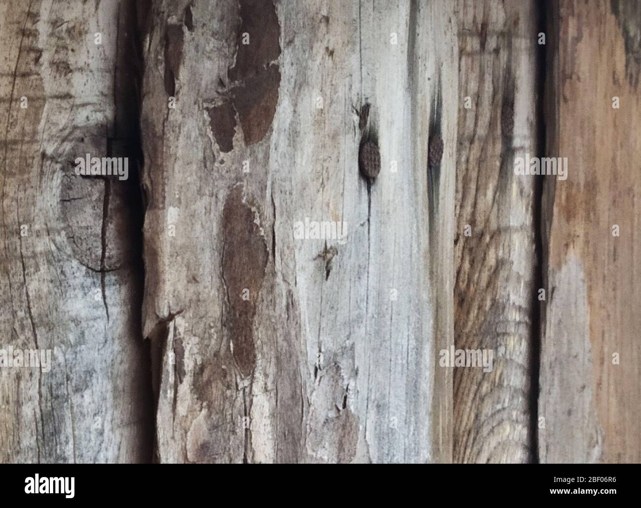 The Wooden wall from old boards with rift. The Gray background ...