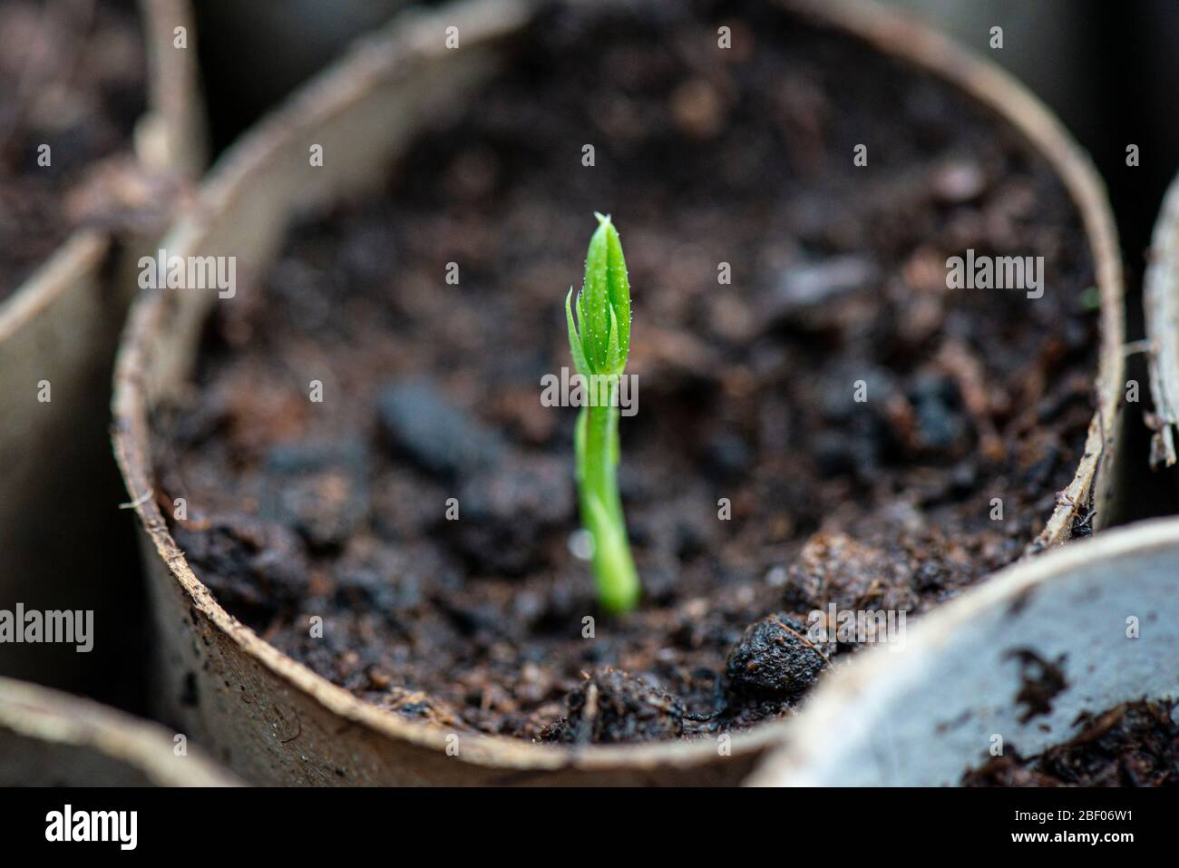 Seedling toilet roll tube hi-res stock photography and images - Alamy