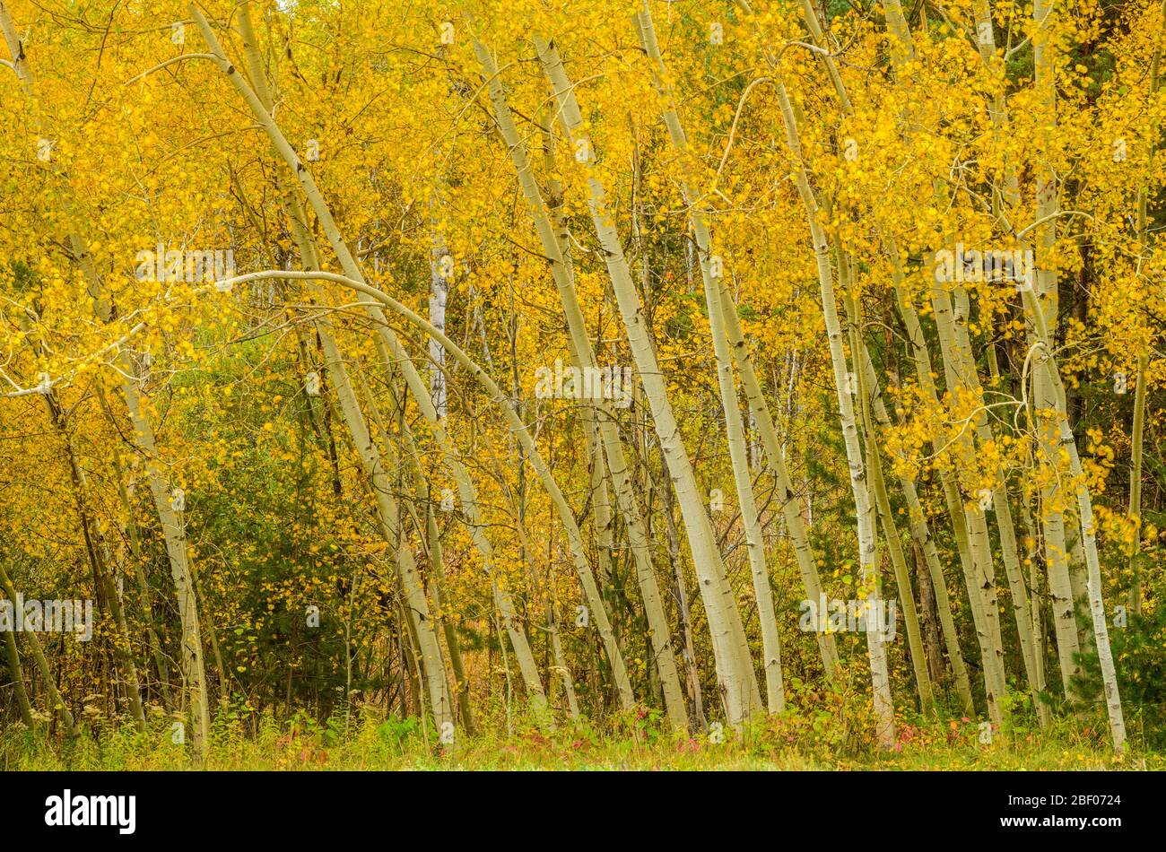 Deciduous grove hi-res stock photography and images - Alamy