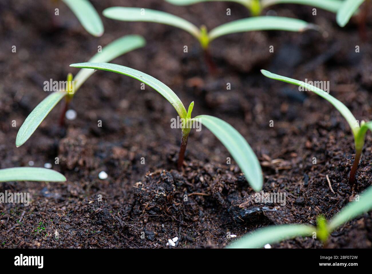 Cosmos seedlings hi-res stock photography and images - Alamy