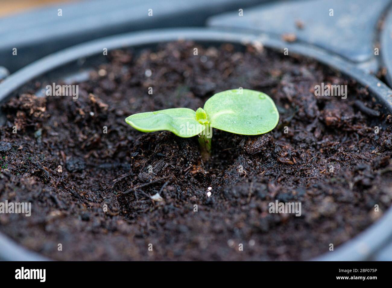 A sunflower 'Pacino Gold' (Helianthus annuus 'Pacino Gold') seedling ...
