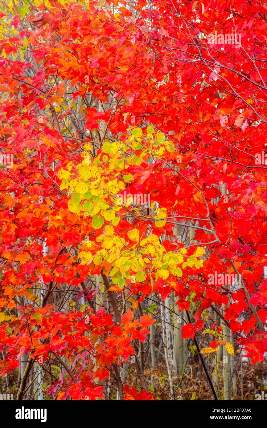 Autumn red maple foliage and birch tree trunks with a small patch of ...