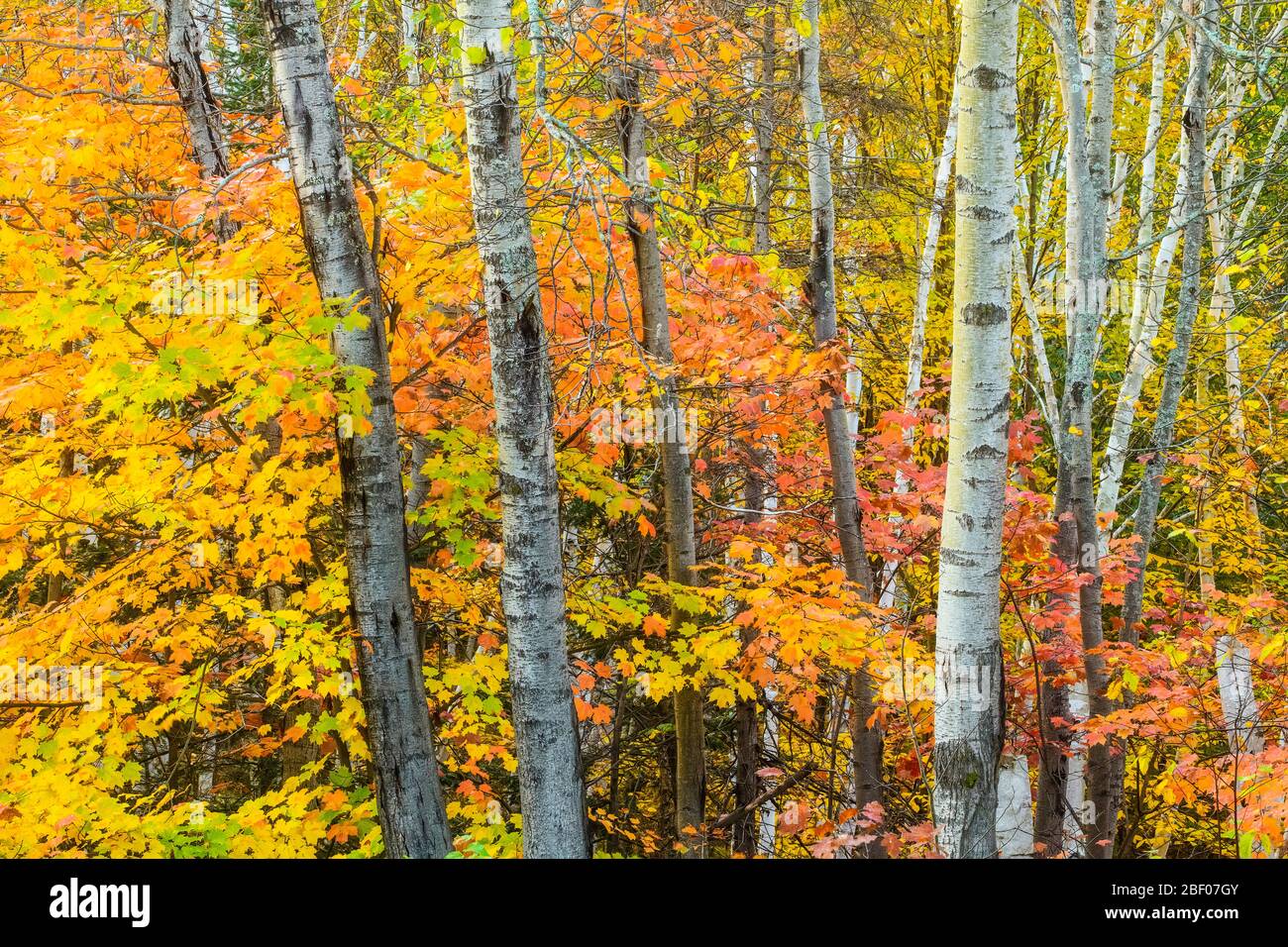 Aspen trunks and maples hi-res stock photography and images - Alamy