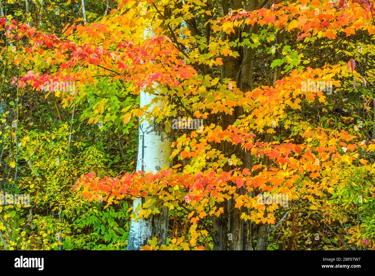 Autumn maple foliage and aspen tree trunk, Greater Sudbury, Ontario ...