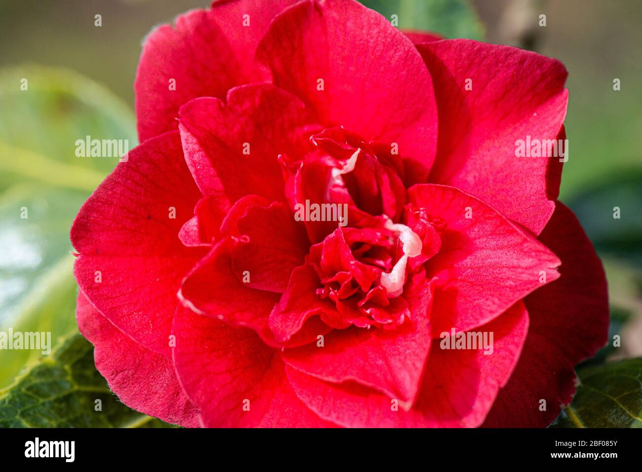 Red Camellia Flower High Resolution Stock Photography and Images - Alamy