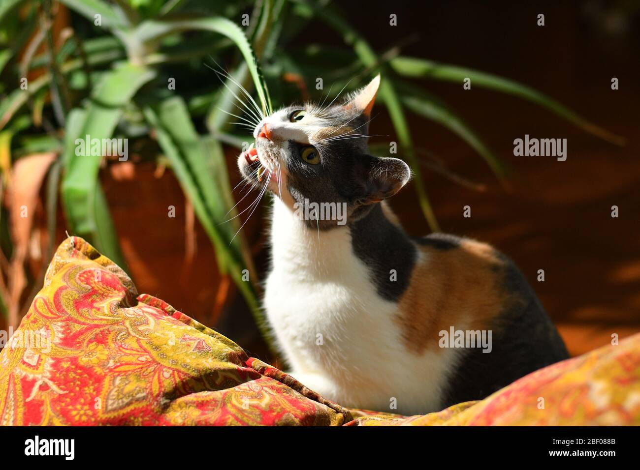 Home guts hi-res stock photography and images - Alamy