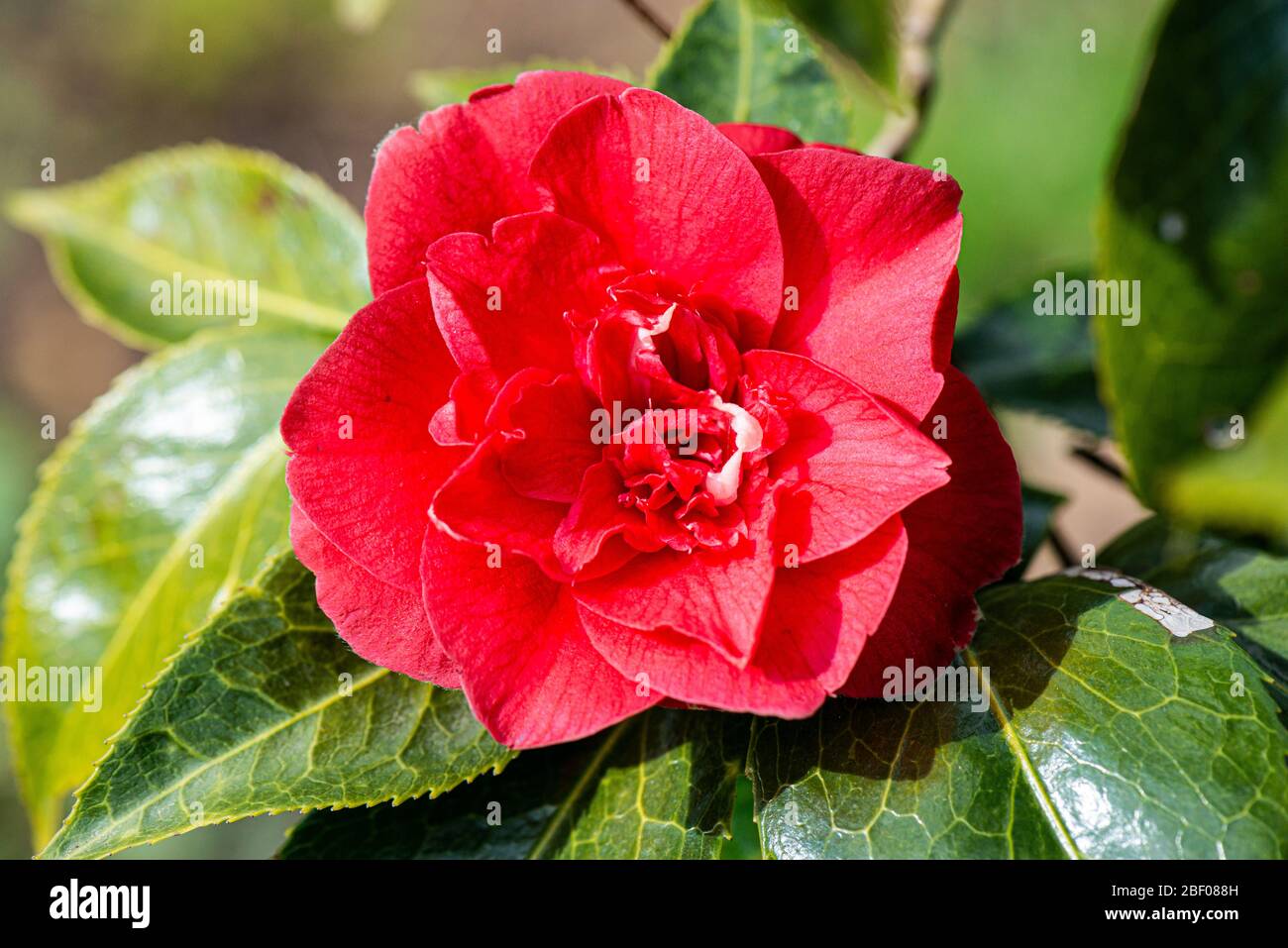 Red Camellia Flower High Resolution Stock Photography and Images - Alamy