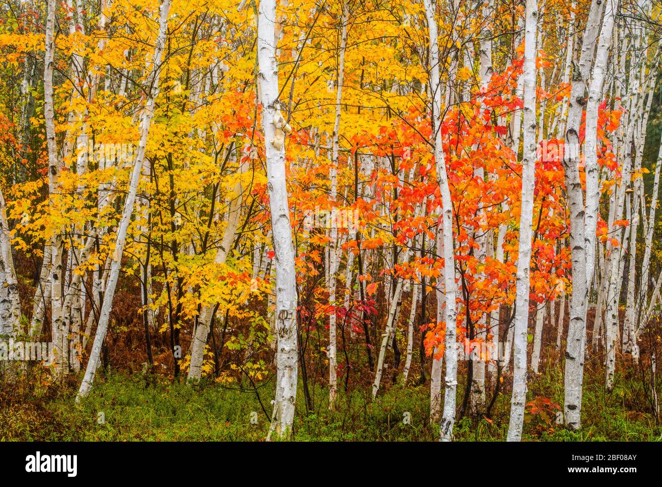 Autumn maple foliage and birch tree trunks, Greater Sudbury, Ontario ...