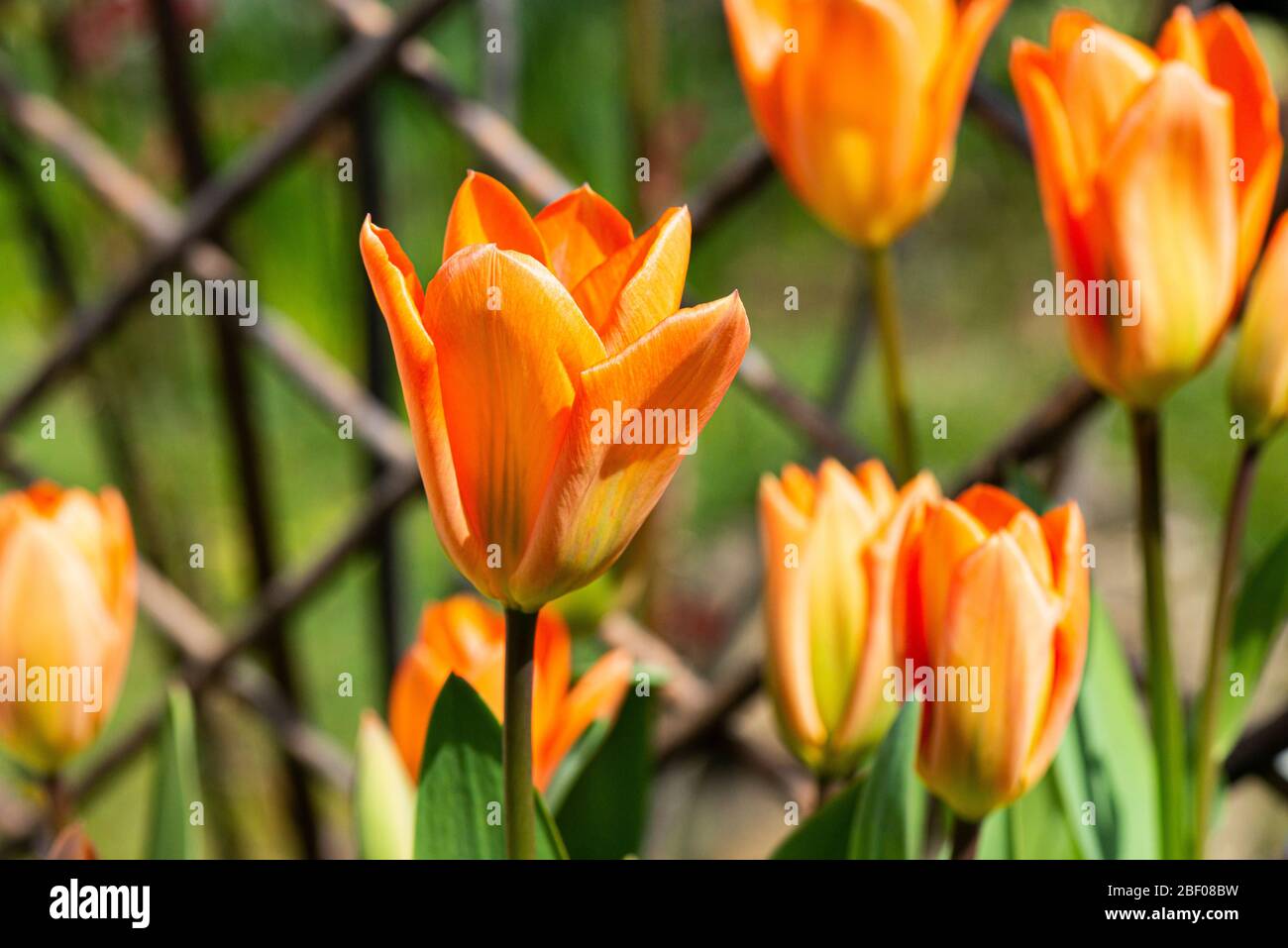 The flowers of a tulip 'Orange Emperor' (Tulipa fosteriana 'Orange ...