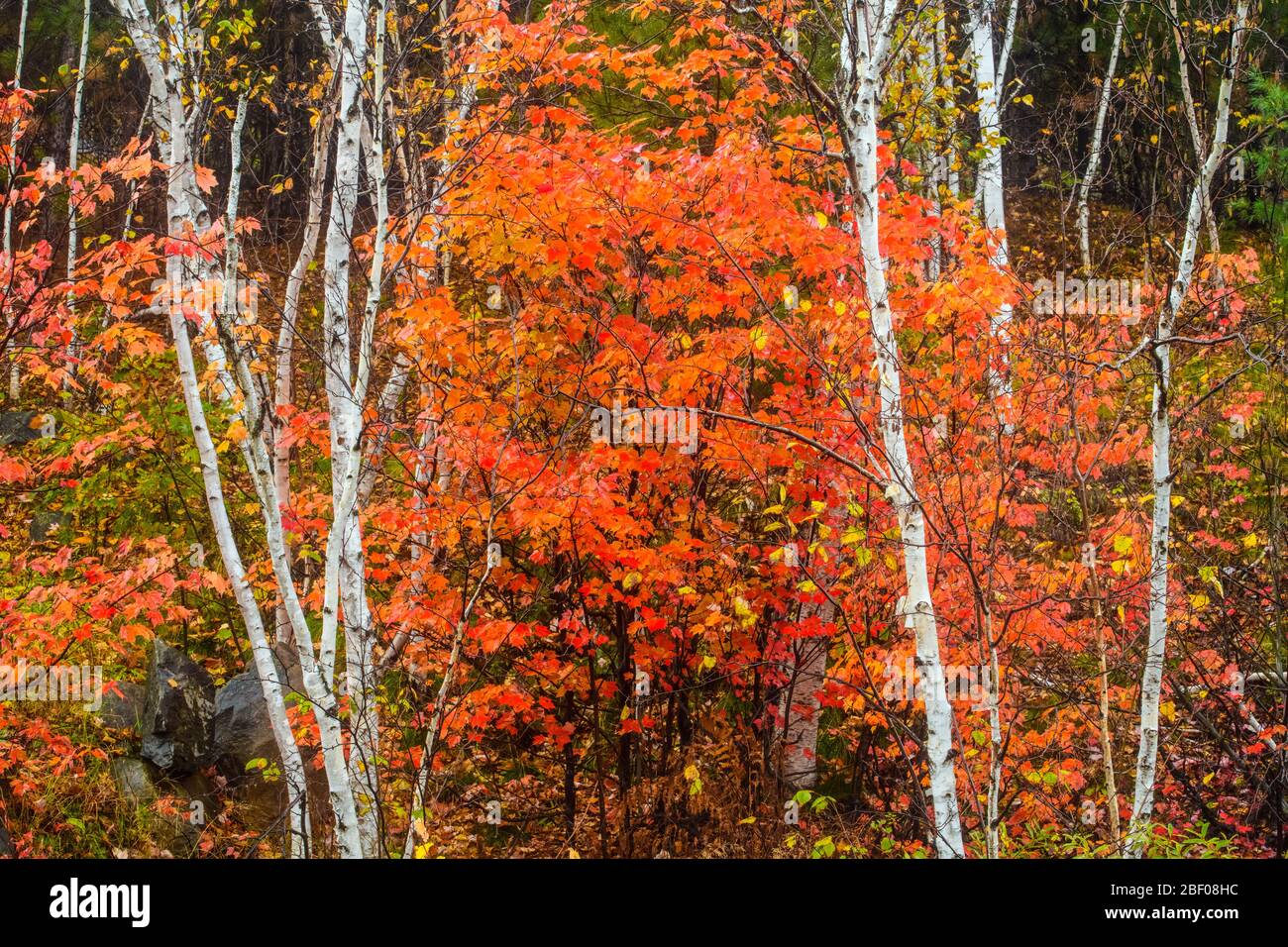 Autumn foliage (birch and maple), Greater Sudbury, Ontario, Canada ...