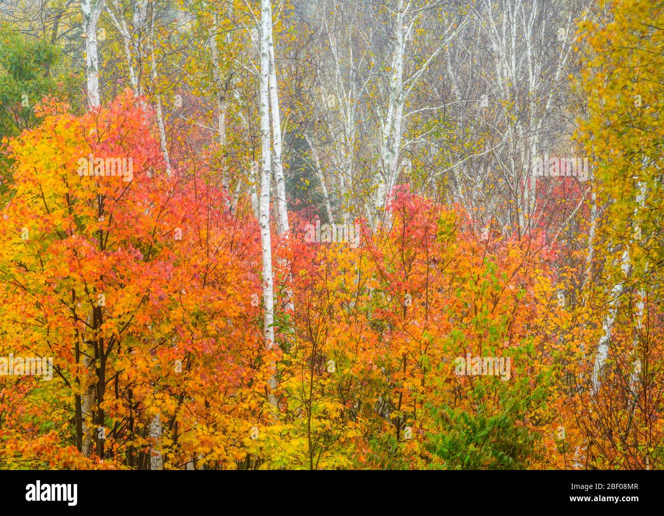Autumn maple foliage and birch tree trunks, Greater Sudbury, Ontario ...
