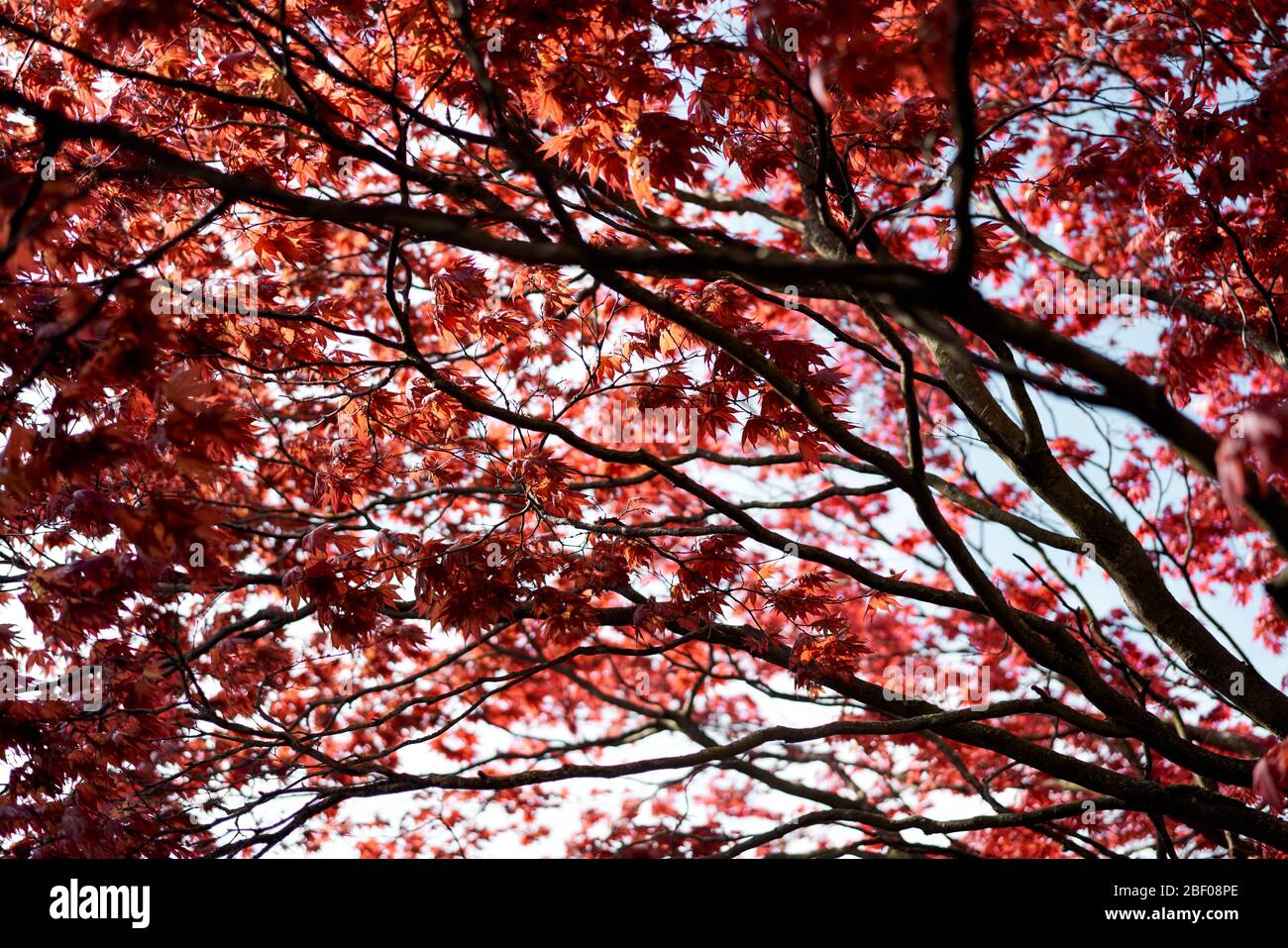 Japanese Maple Trees in Phoenix Park, Dublin city, Ireland Stock Photo ...