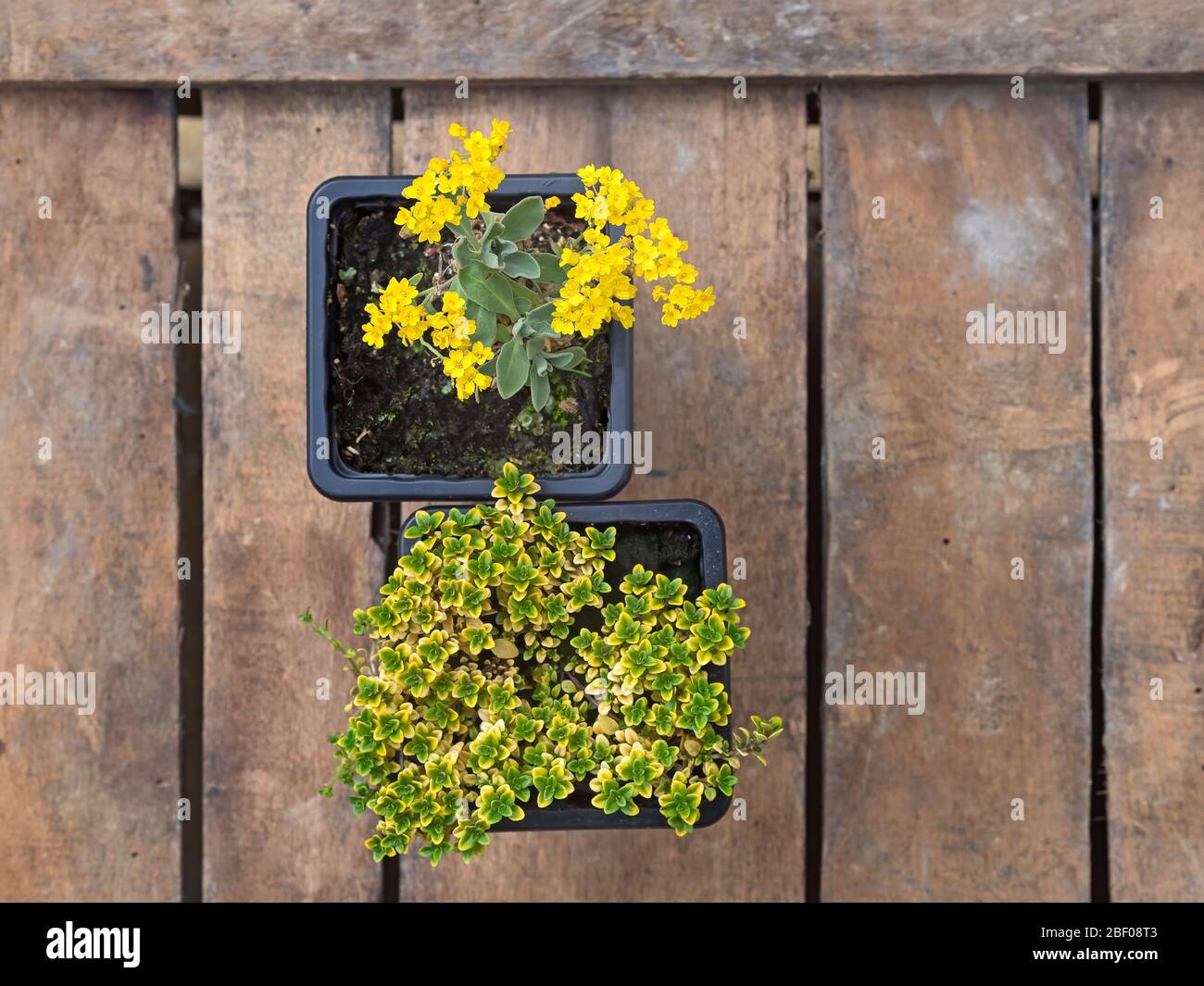Alpine spring bedding plants - Alyssum saxatile var. Gold Ball and ...