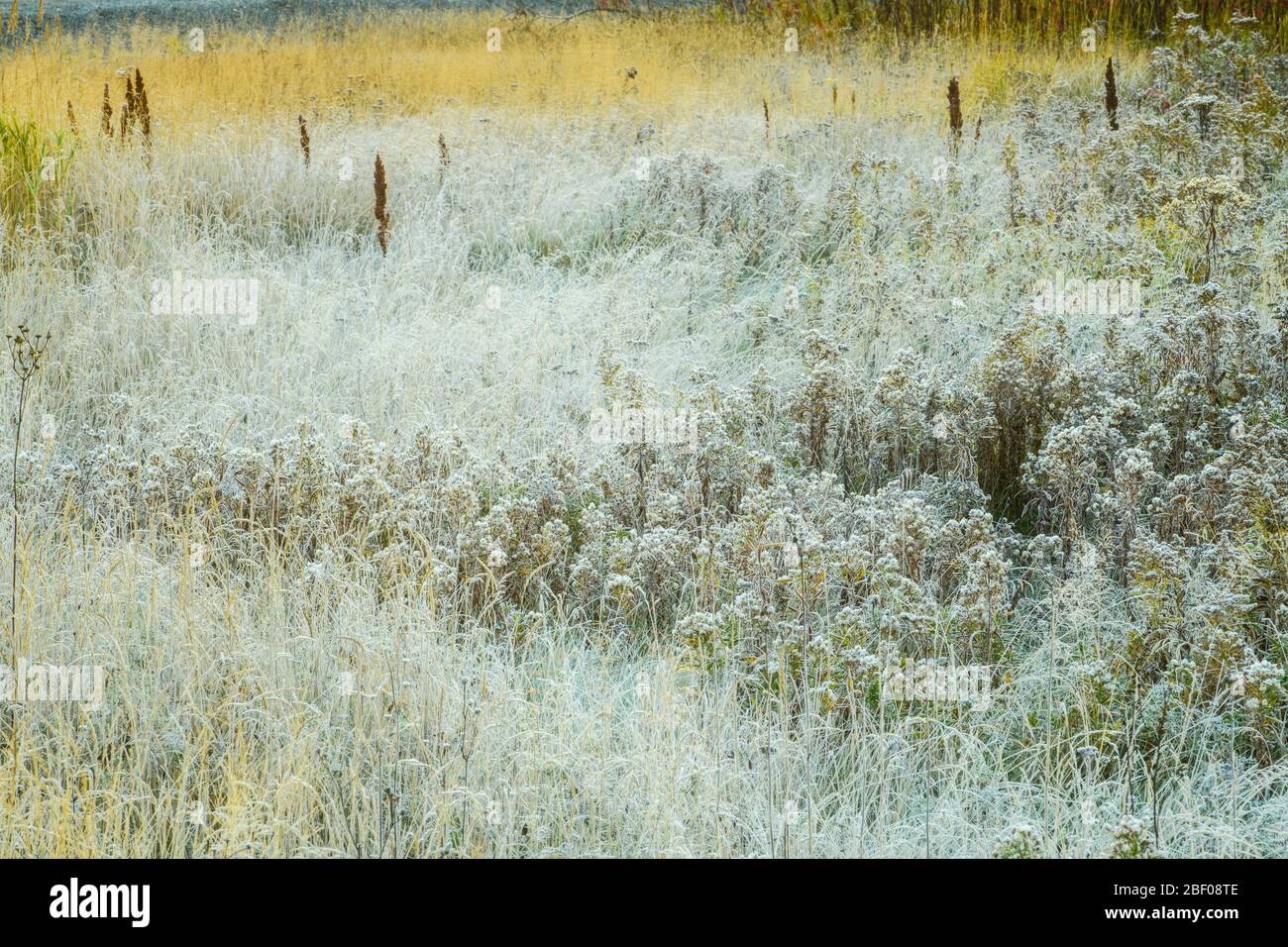 Frosted roadside grasses, Greater Sudbury, Ontario, Canada Stock Photo ...