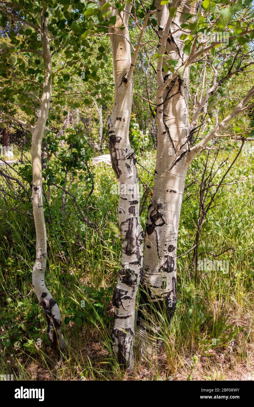Aspen tree green hi-res stock photography and images - Alamy