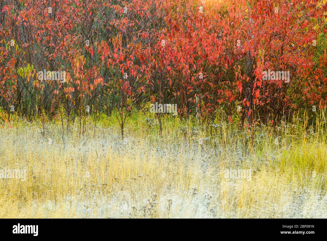 Frosted roadside grasses near an autumn pin cherry tree, Greater ...