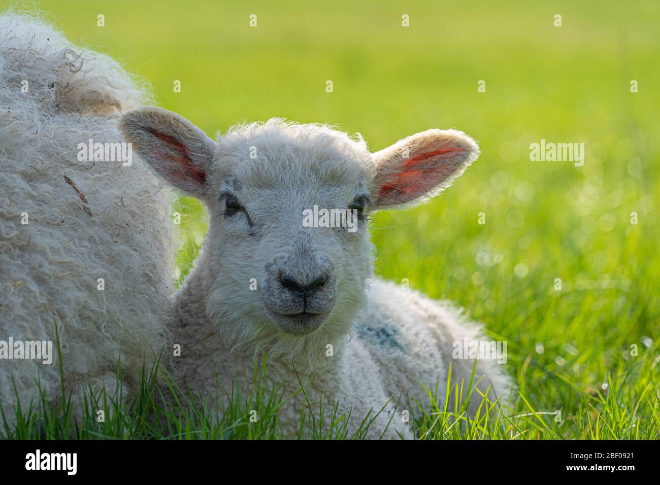 Close up Low Level view of three week old Lamb lying in green grass ...