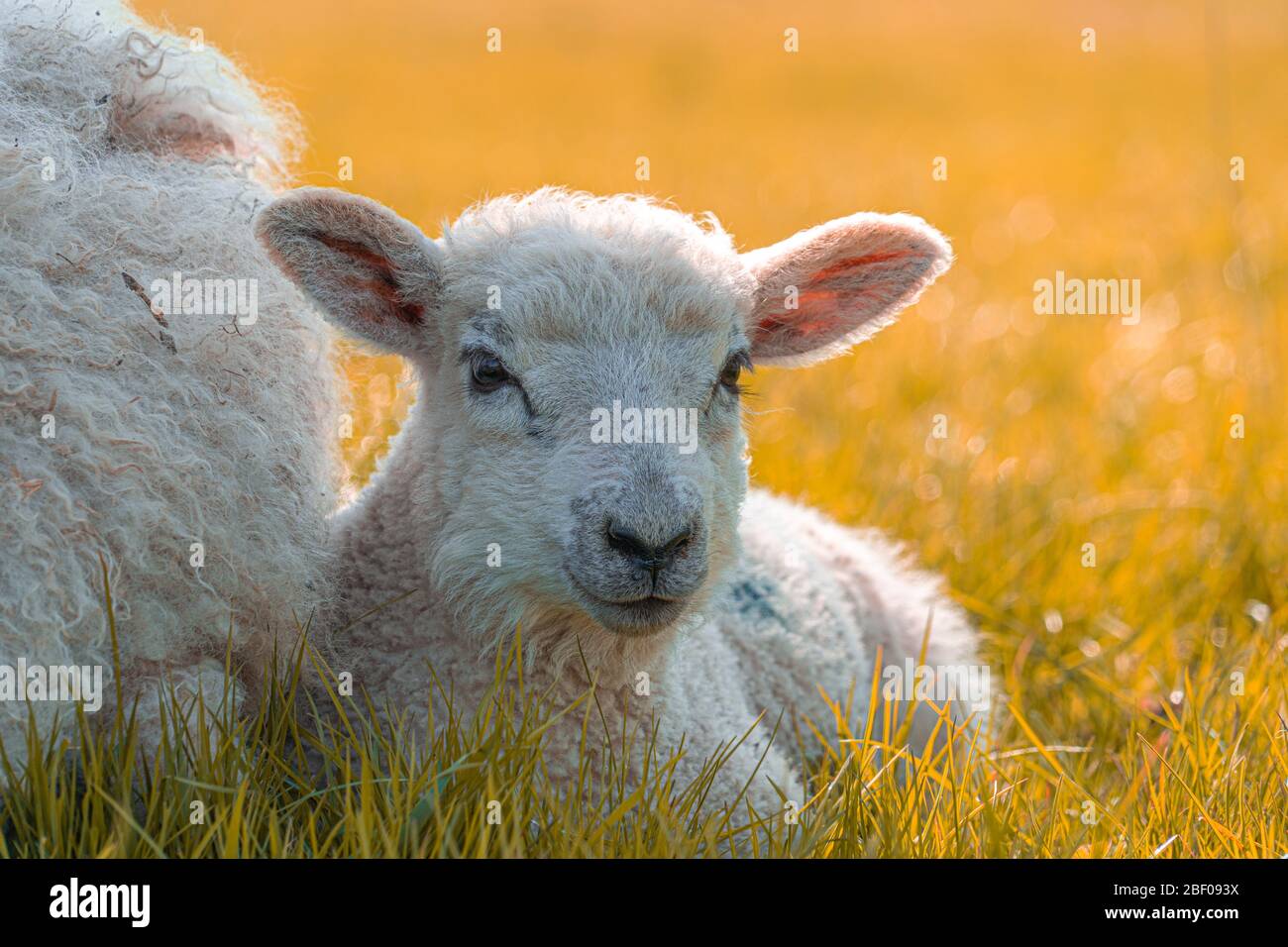 Close up Low Level view of three week old Lamb lying in green grass ...