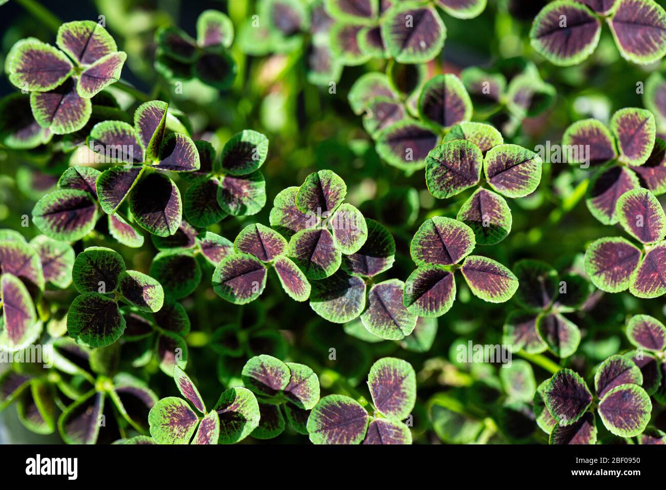 Trifolium Repens 'Atropurpureum' Dutch Clover Pot) Little, 47% OFF