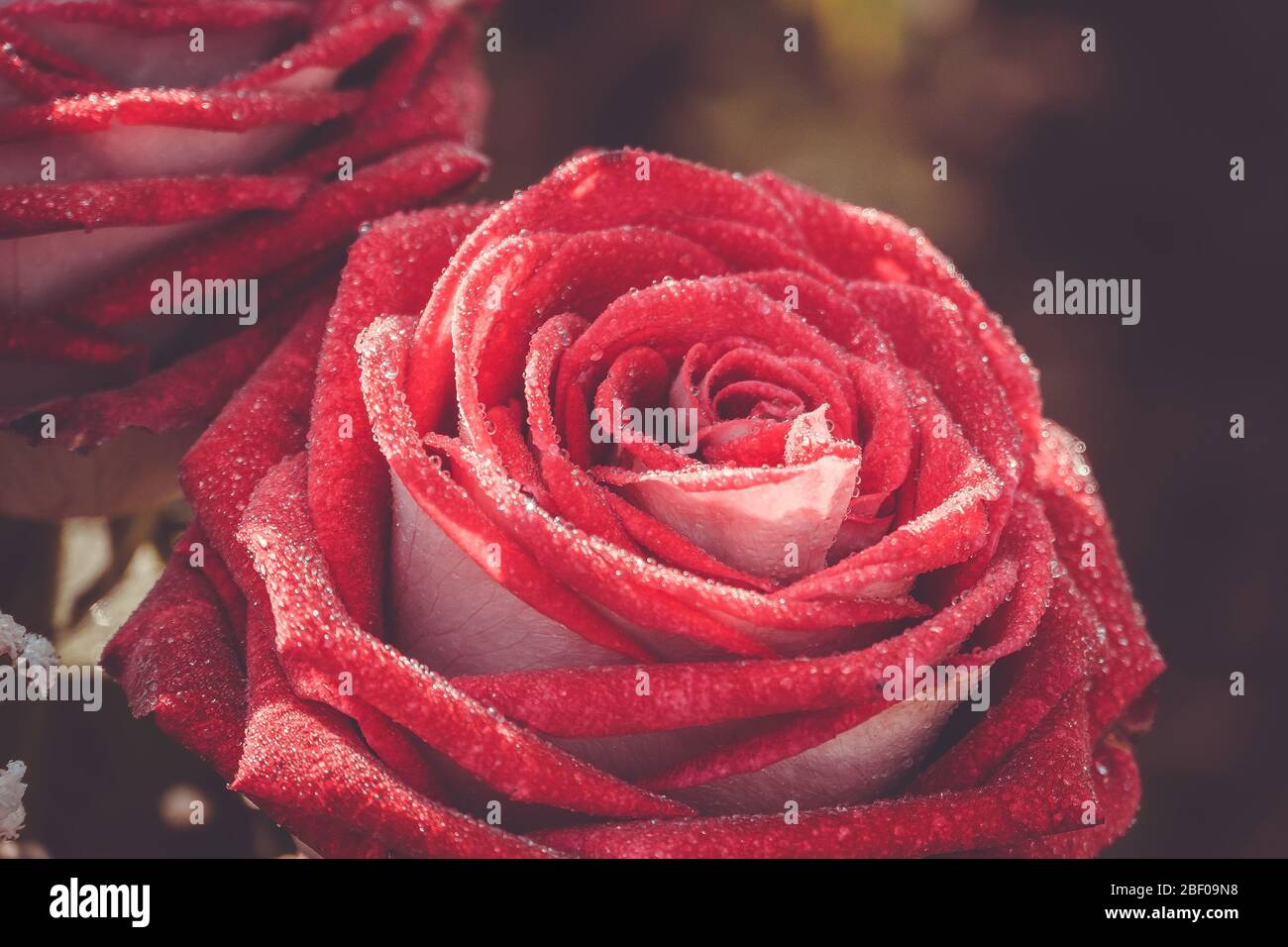 Decorative bright red rose close up, anniversary background Stock Photo ...