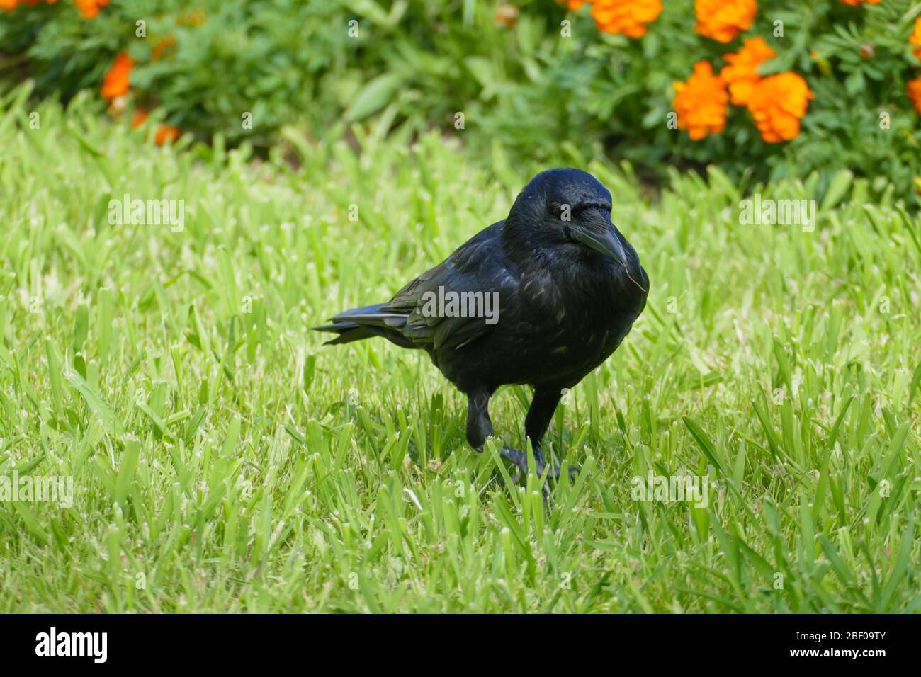 Mythologie tier hi-res stock photography and images - Alamy