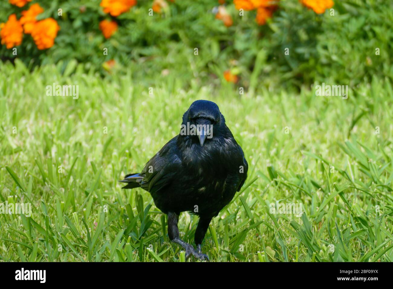 Schwarzer Rabe, Krähe stolziert im Gras Stock Photo - Alamy
