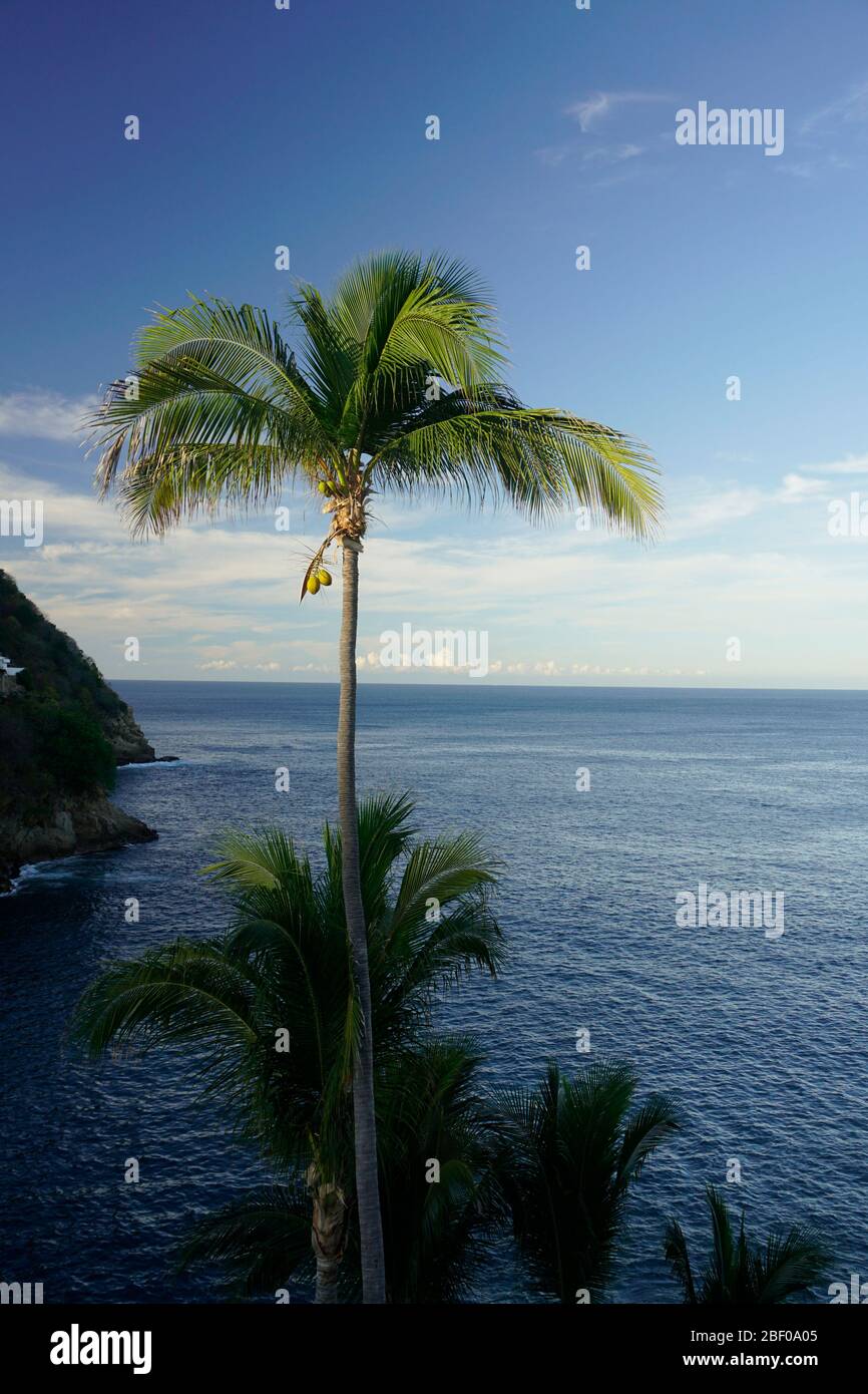 Sunrise on Coconut palm tree, Acapulco, Mexico Stock Photo - Alamy