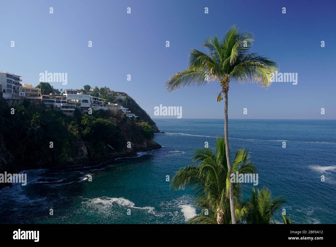 Sunrise on Coconut palm tree, Acapulco, Mexico Stock Photo - Alamy