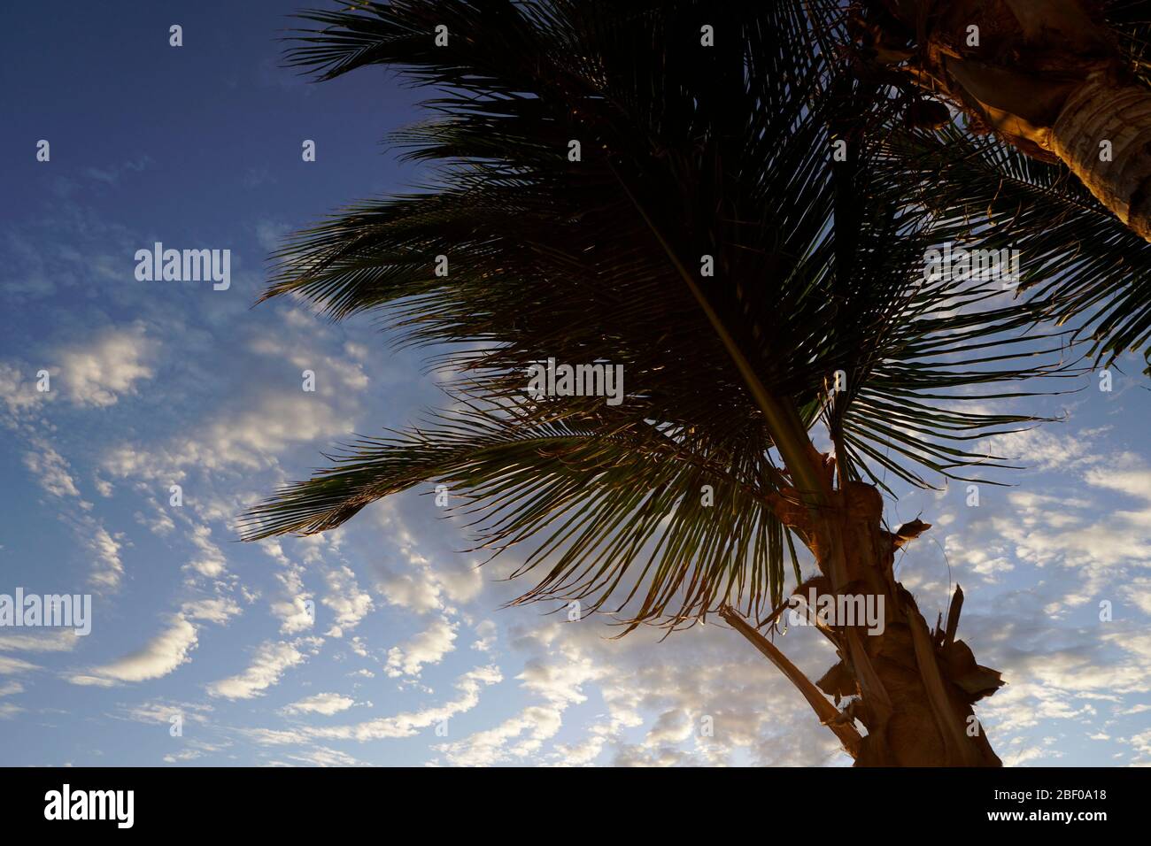 Sunset and Coconut palm tree, Acapulco, Mexico Stock Photo - Alamy