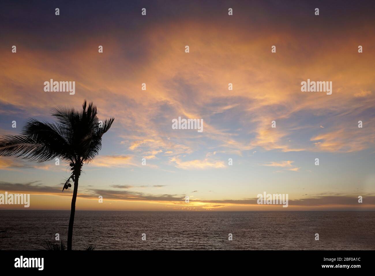 Sunset and Coconut palm tree, Acapulco, Mexico Stock Photo - Alamy