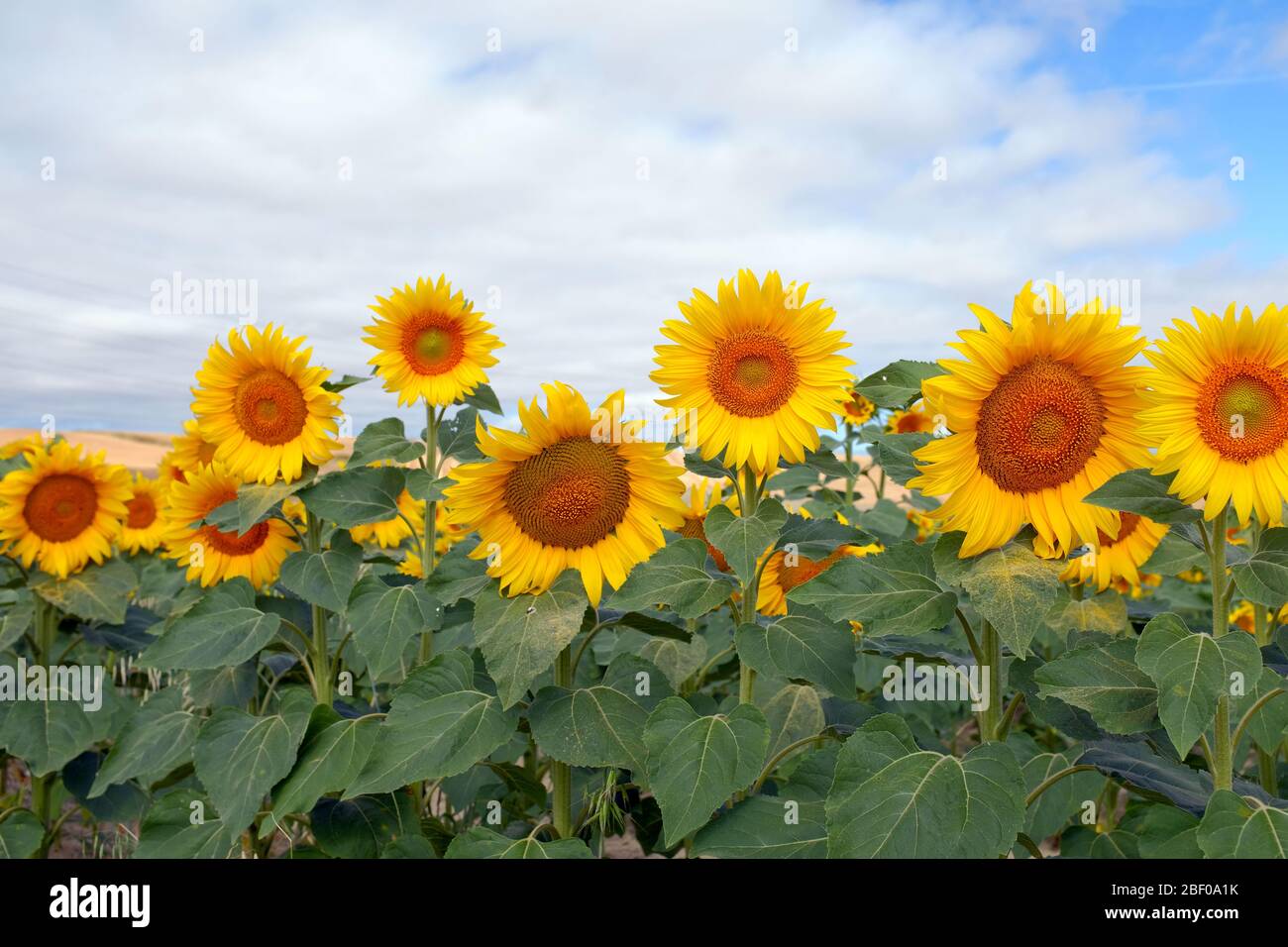 Sunflower trail hi-res stock photography and images - Alamy