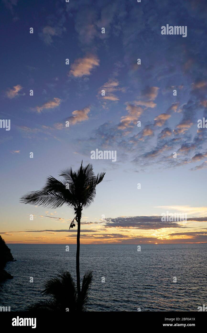 Sunset and Coconut palm tree, Acapulco, Mexico Stock Photo - Alamy