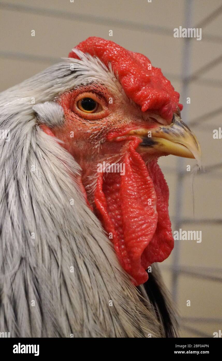Chicken bird portrait Stock Photo - Alamy