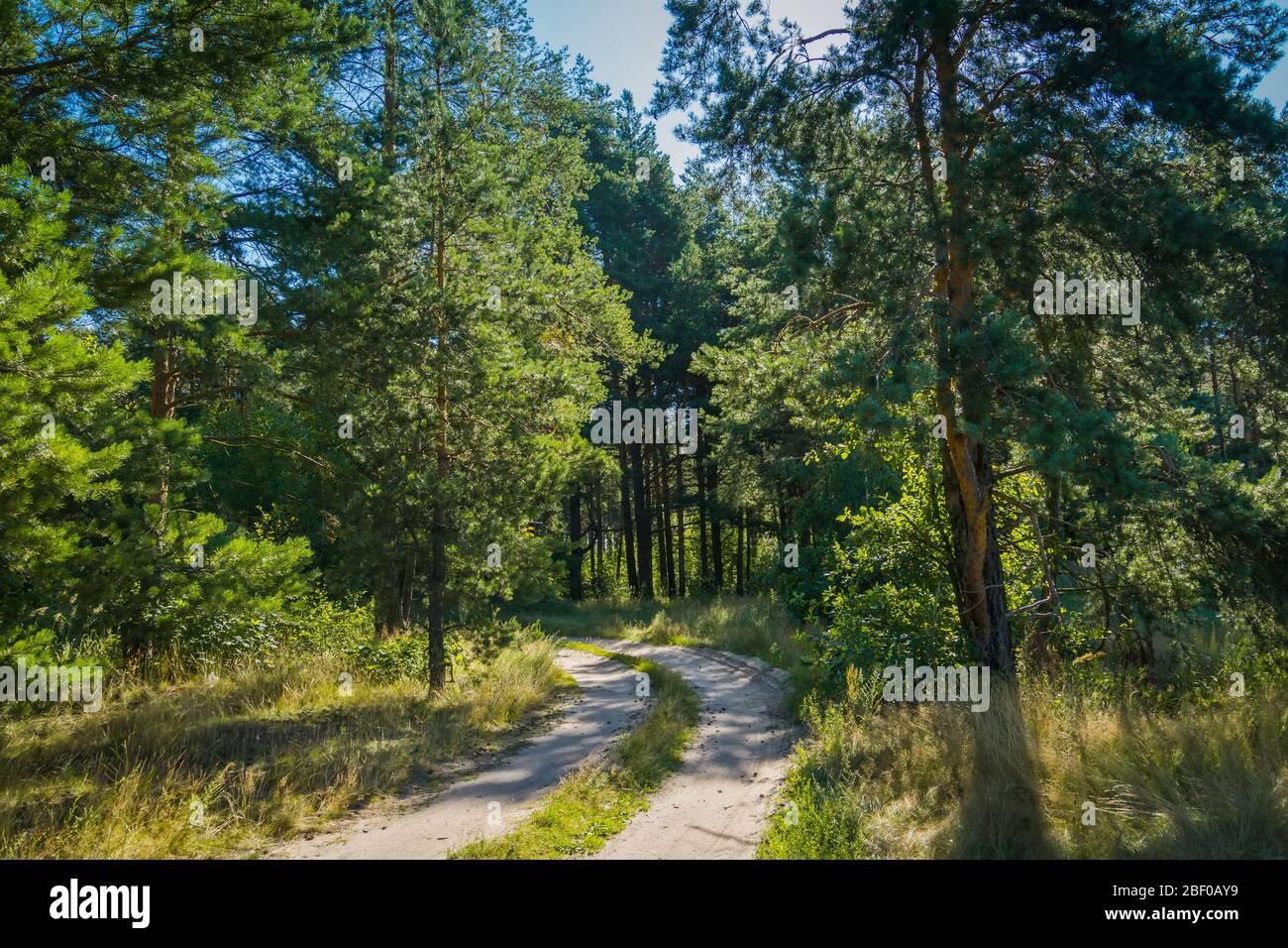 Summer green forest landscape in the morning time Stock Photo - Alamy
