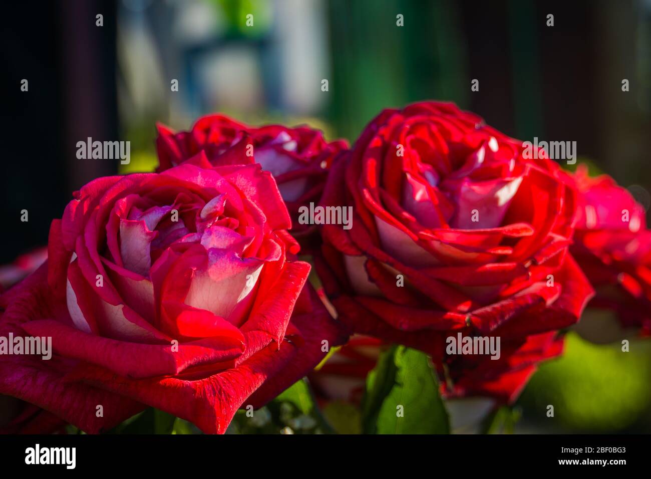 Decorative bouquet of bright red roses, anniversary background Stock ...